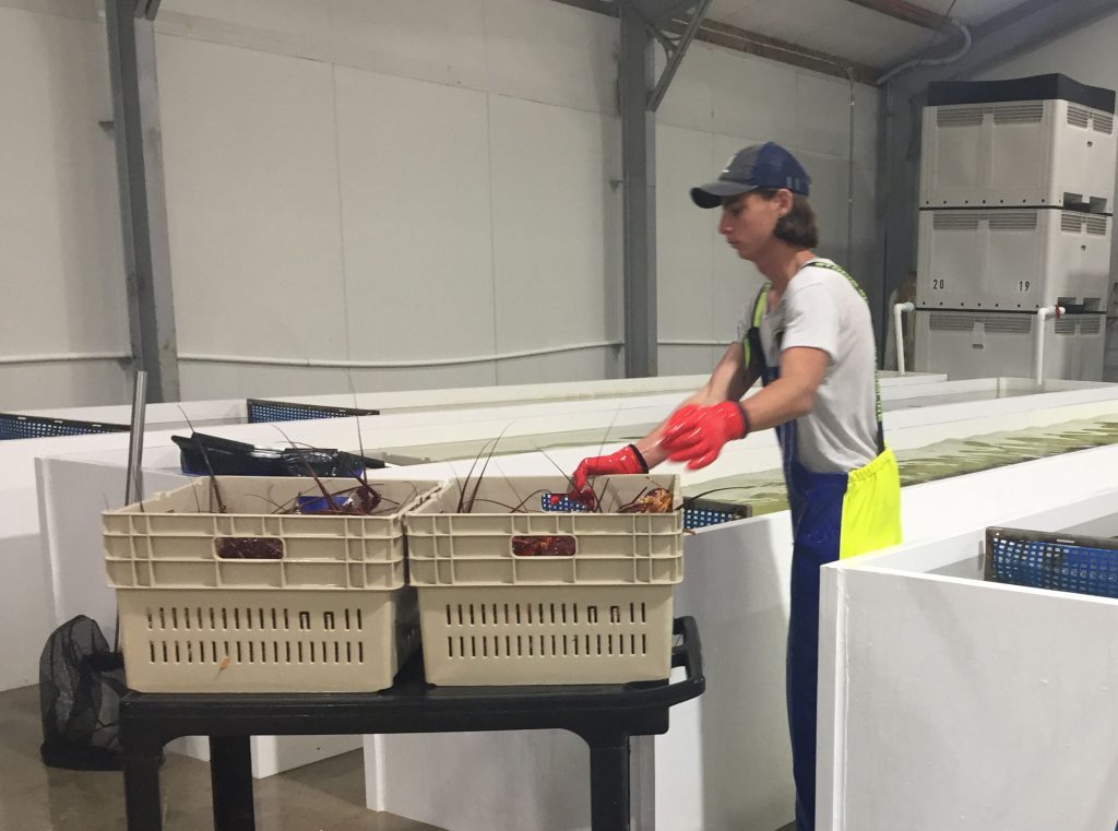 Aquaculture Tanks | Viking Plastics | Australia Wide Delivery